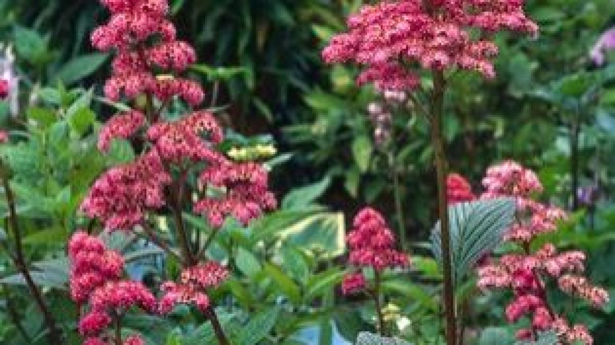 Francis Peeters - Rodgersia pinnata 'Superba' - RTBF Actus