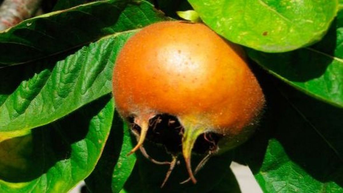 Bon à savoir : la récolte et la consommation des nèfles - rtbf.be