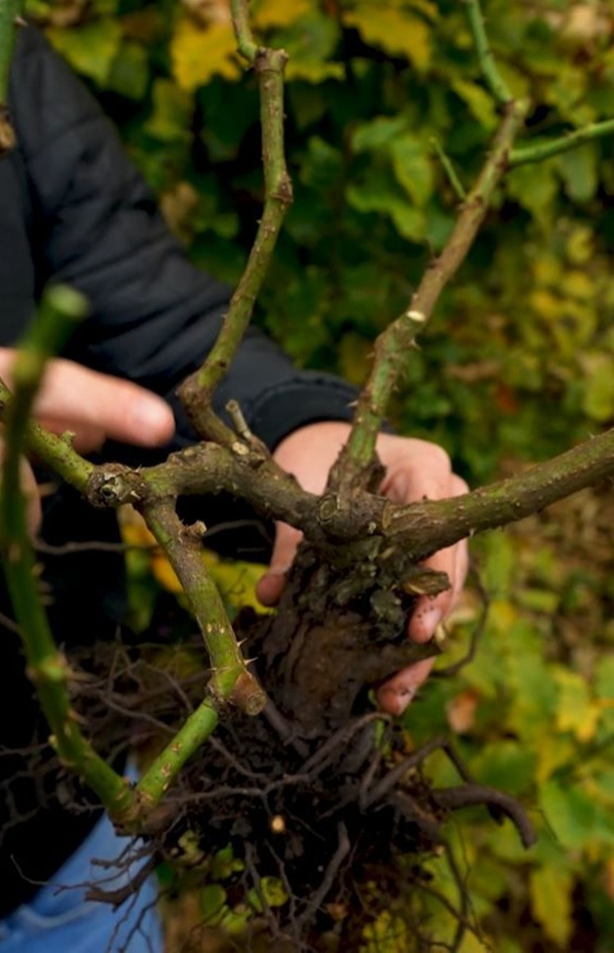 Comment réussir la plantation d’arbustes à racines nues ? - RTBF Actus
