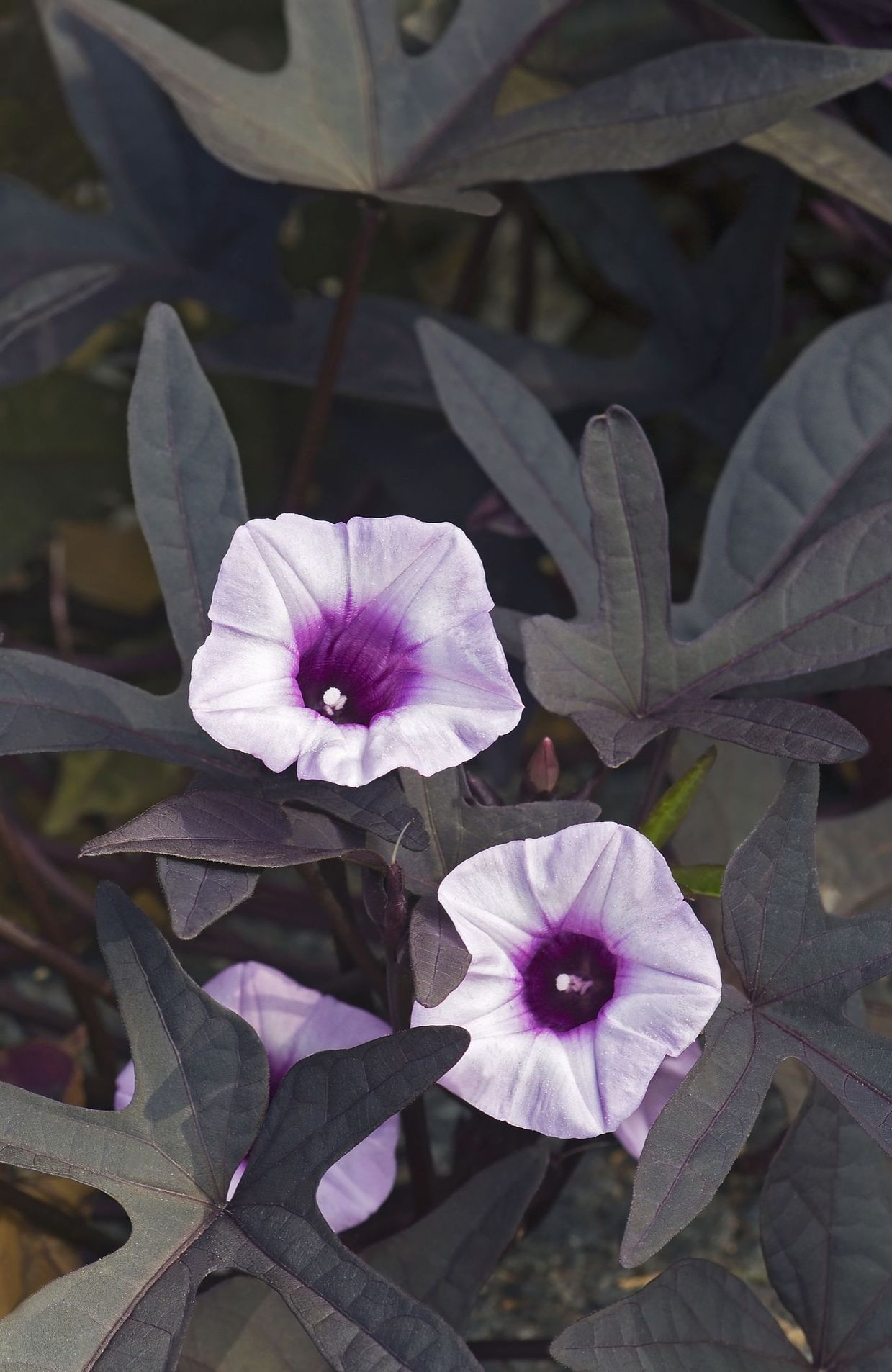 Les ipomées batatas : culture et entretien de ces belles plantes ...