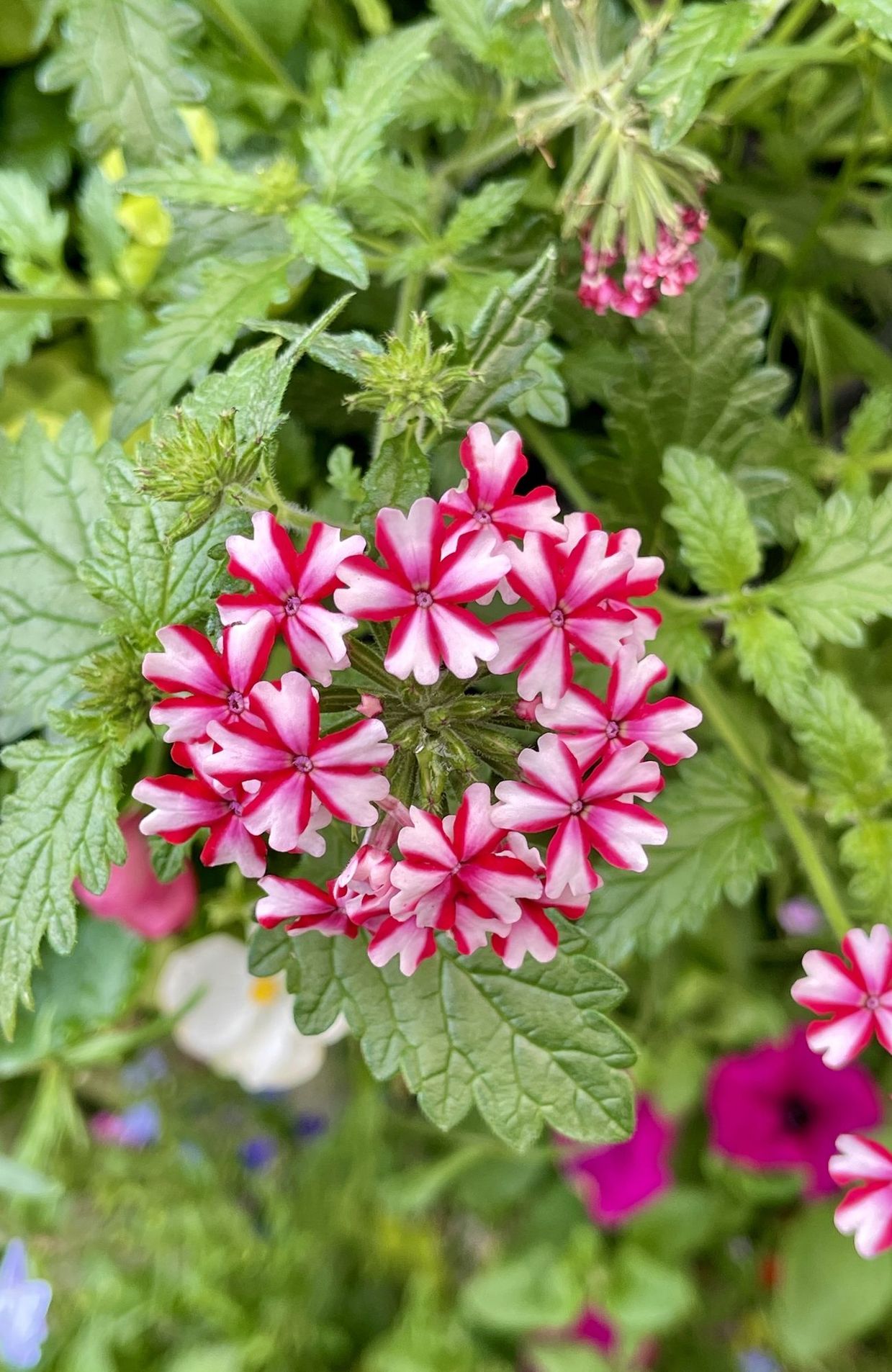 Tout savoir sur la culture de la verveine : variétés, bienfaits et ...