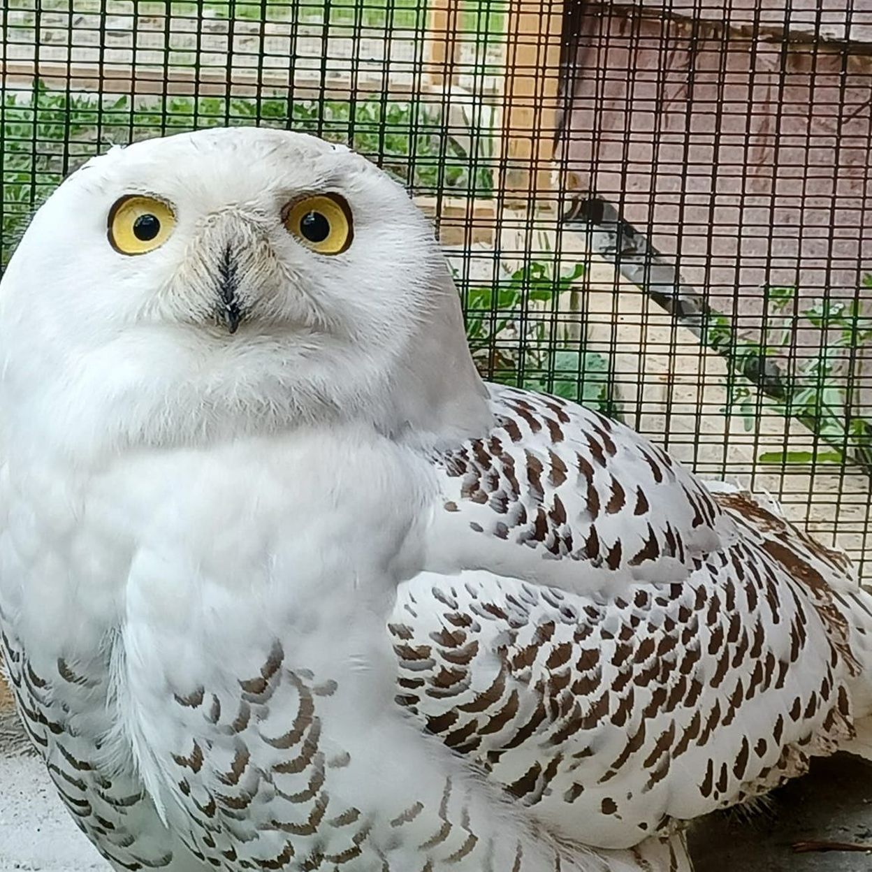 On a visité pour vous le ZooParc de la Vallée de la Sûre à Vaux-sur ...