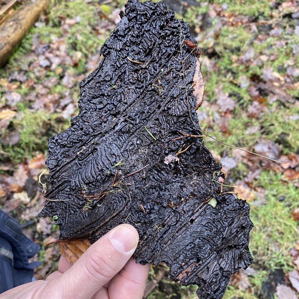 5 ans après le début de la crise du scolyte le petit insecte ravageur ...