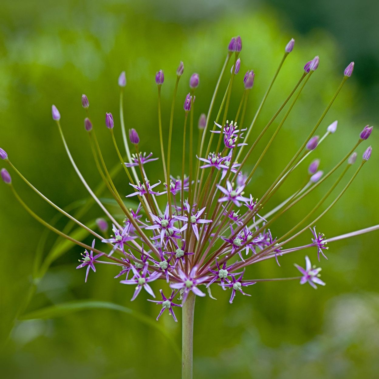 À planter en automne : des ails ornementaux qui s’élèvent au-dessus des ...