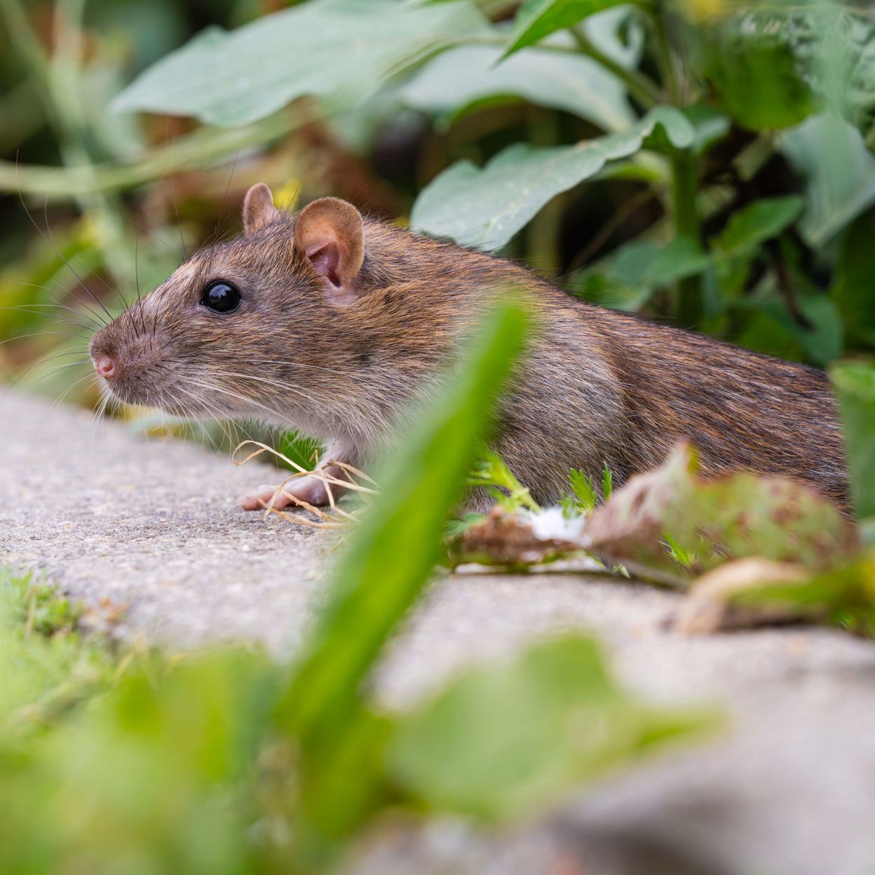 Faune sauvage en ville : focus sur le rat, ce petit rongeur mal aimé ...