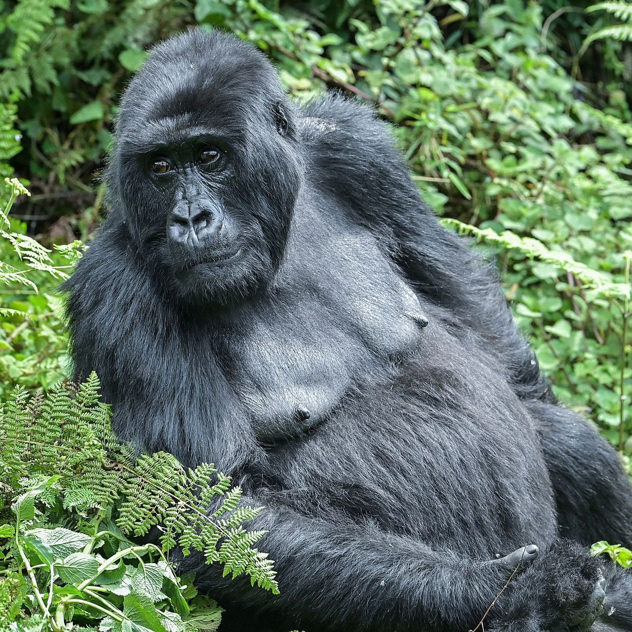 Virunga : le gin engagé dans la préservation des gorilles des montagnes ...