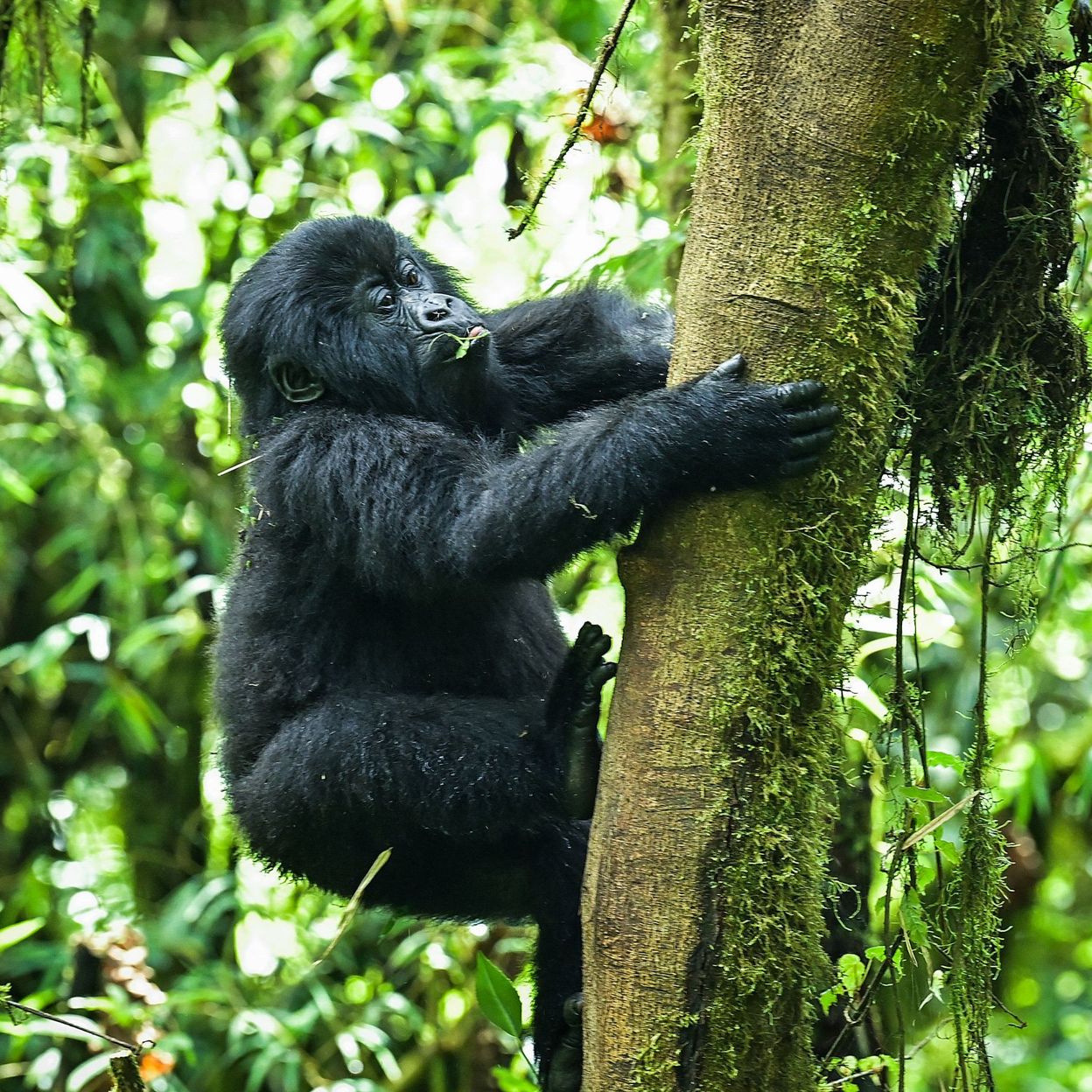 Virunga : le gin engagé dans la préservation des gorilles des montagnes ...