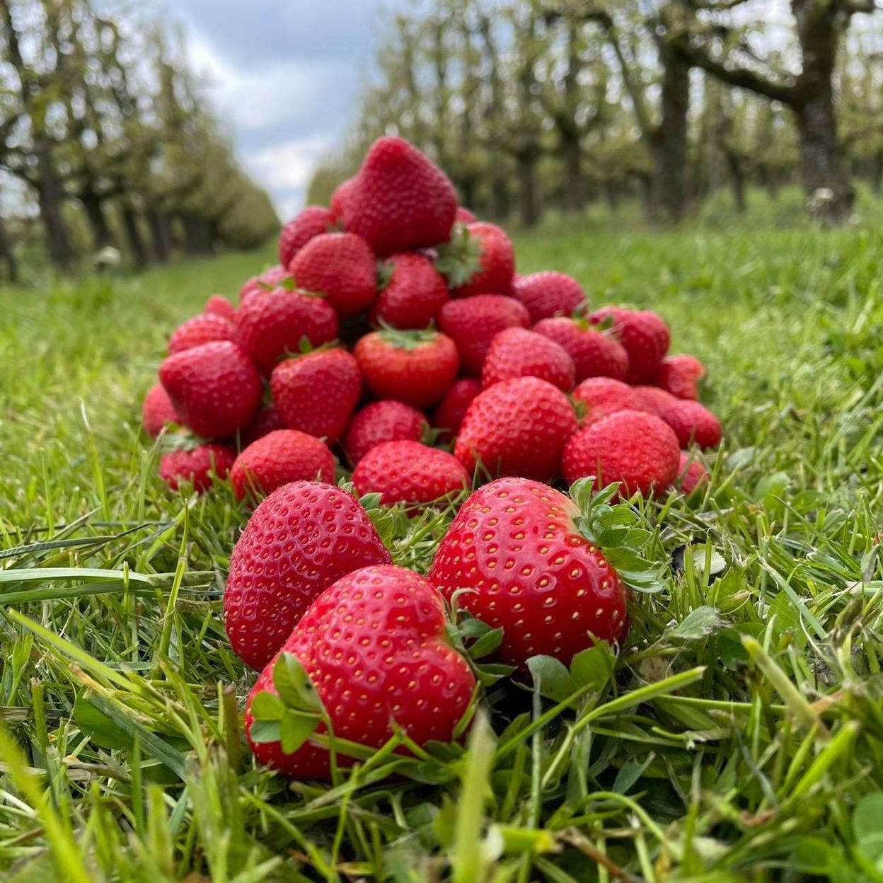 La saison des fraises belges est ouverte et elles sont délicieuses ...