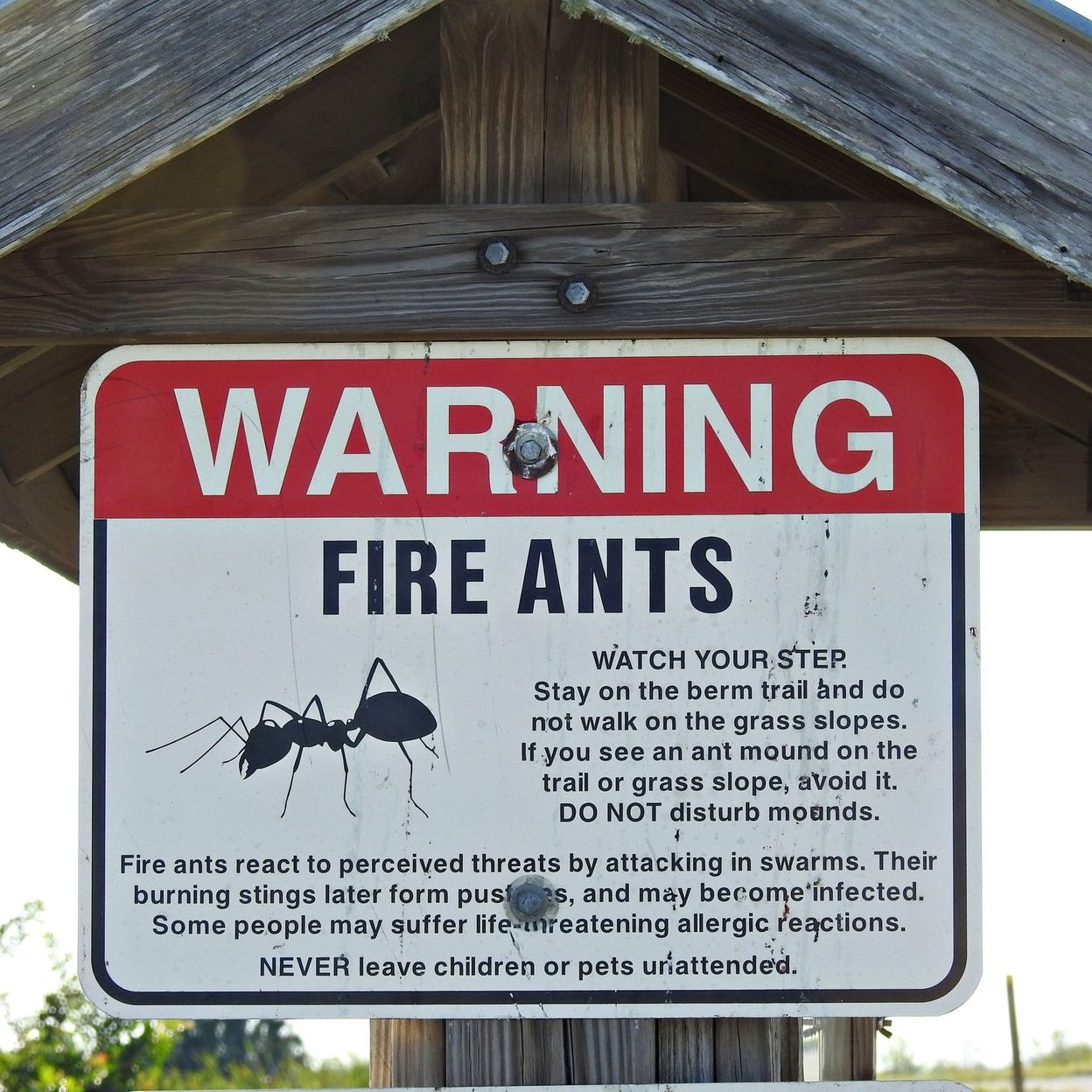 La redoutable fourmi de feu débarque en Europe, c'est l’une des 100 ...