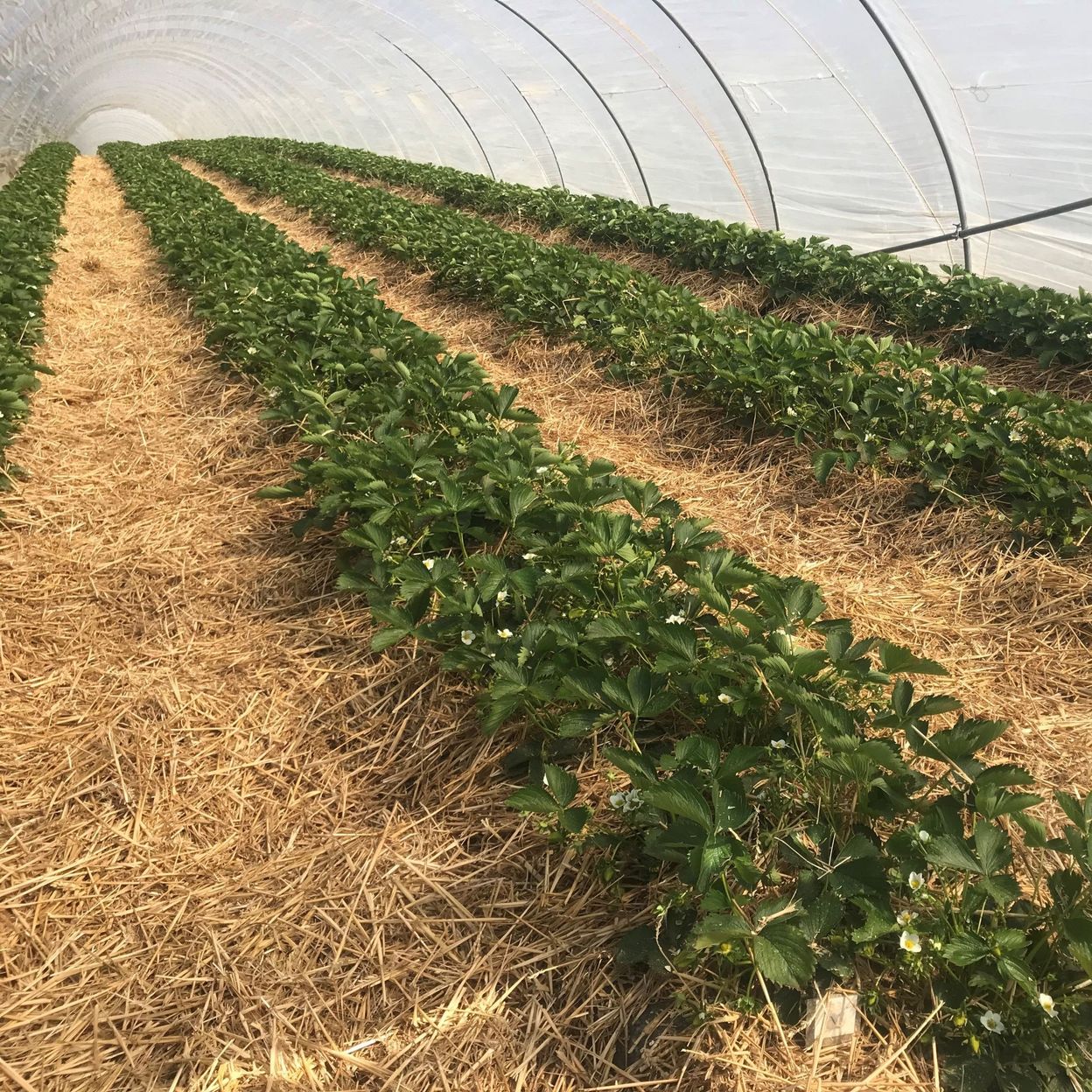 La saison des fraises belges est officiellement déclarée - RTBF Actus