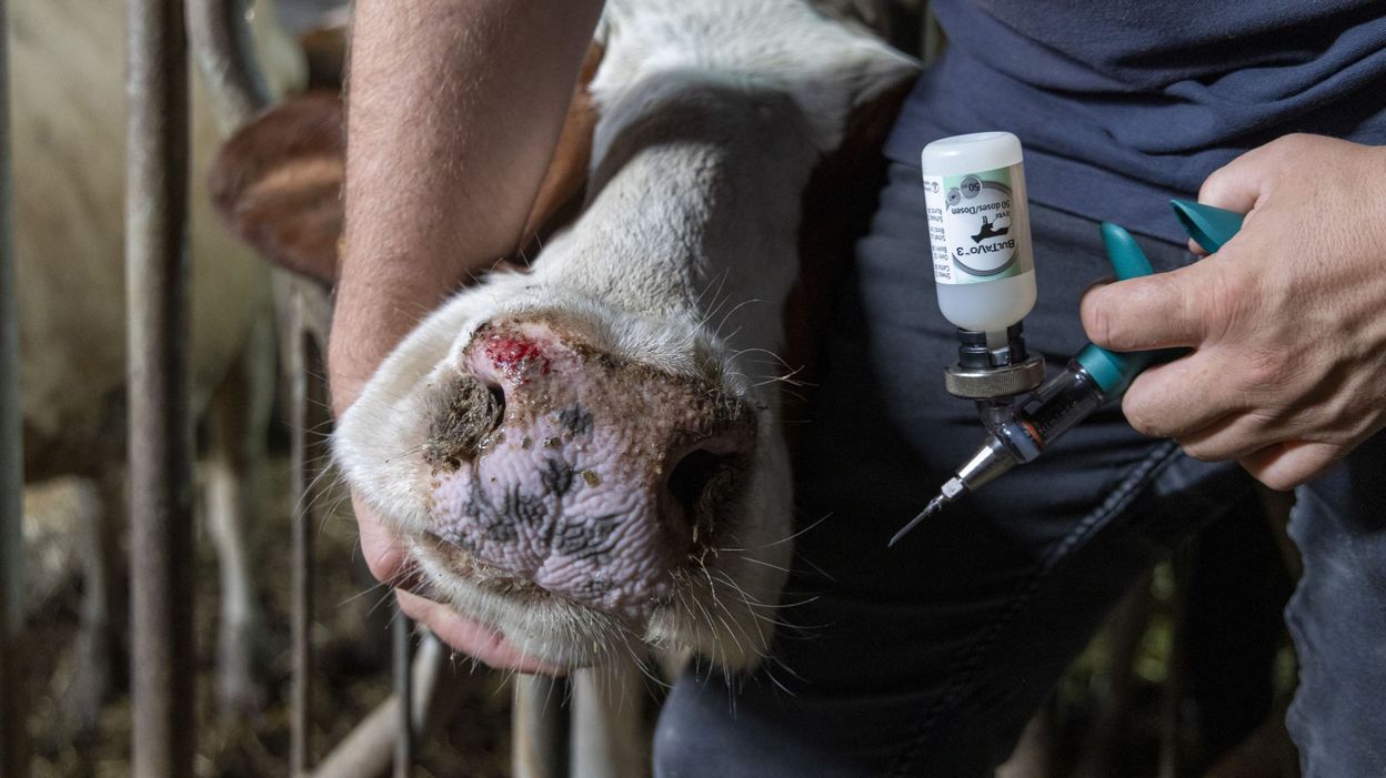 Pour les vaches et les moutons, la vaccination obligatoire contre la ...