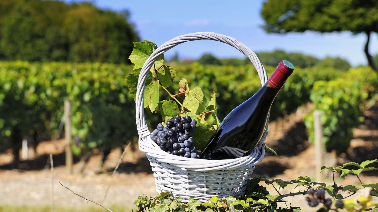 Beaujolais Nouveau : c'est quoi, un vin primeur ? - RTBF Actus