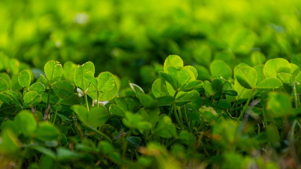 Du trèfle dans le gazon - RTBF Actus