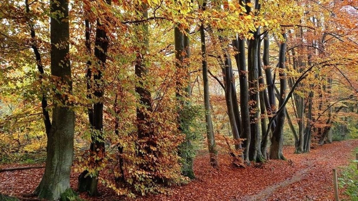 On a testé pour vous la parfumerie 'Guy Delforge' à Namur - RTBF Actus