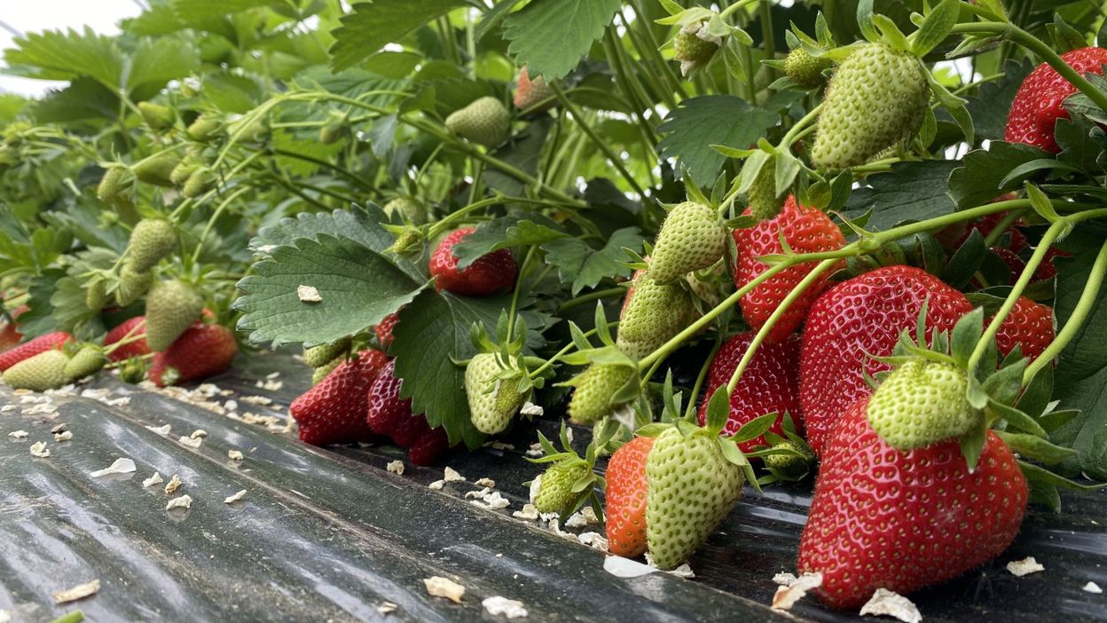 Printemps froid et pluvieux, la récolte des fraises commence tard ...