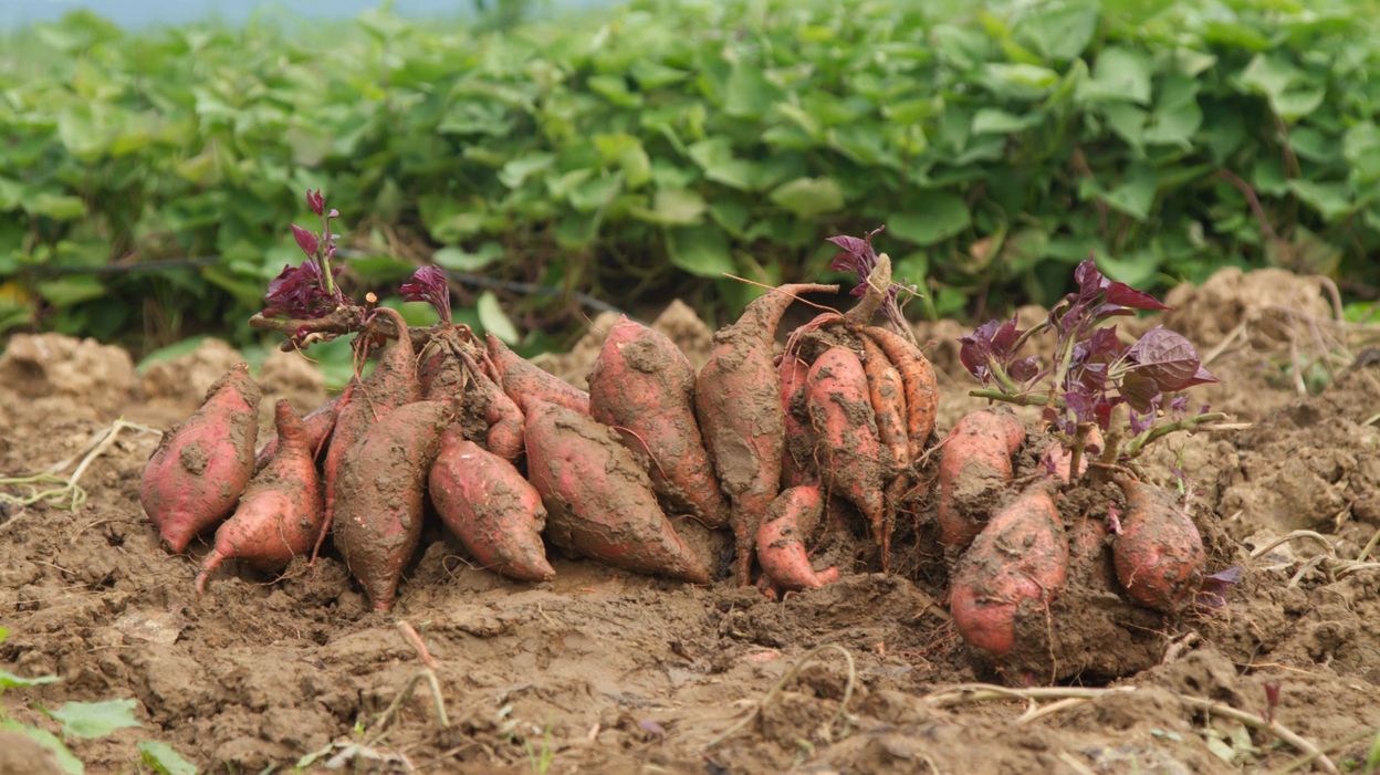 Les clés pour réussir la culture de la patate douce - RTBF Actus