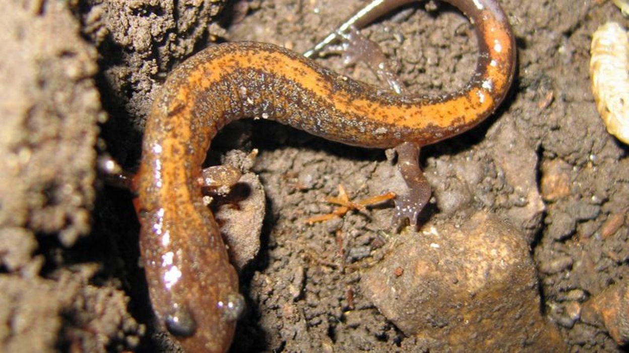 Histoires d'anoures ou tout savoir sur les batraciens - RTBF Actus