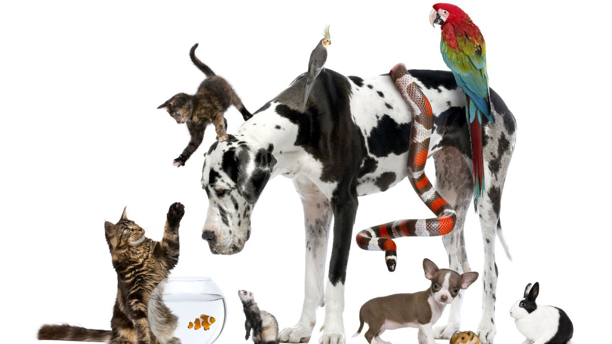 Les bienfaits santé d'un animal domestique - RTBF Actus