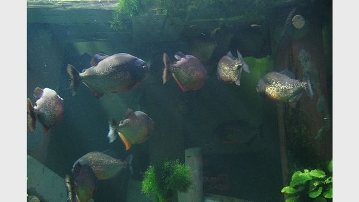 Les poissons broyés par les turbines électriques - RTBF Actus