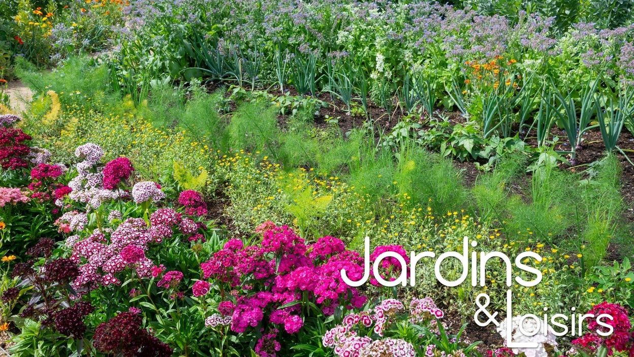 Comment bien organiser ses cultures au potager ? Une grainothèque bien ...