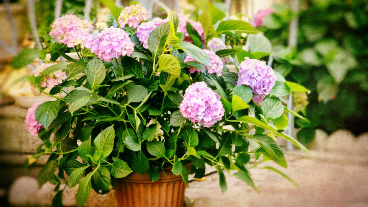 Un Hydrangea serrata à la floraison bicolore pour tous les jardins ...