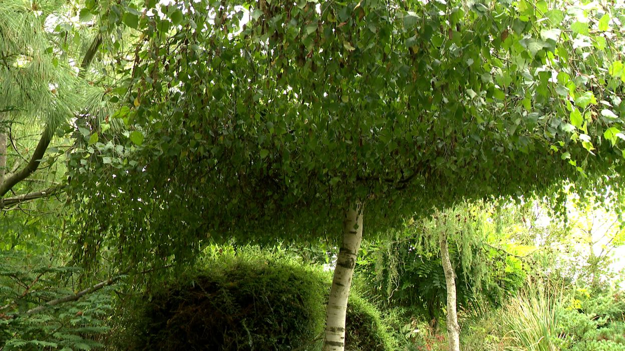 Un bouleau pleureur pour se mettre à l’ombre au jardin - RTBF Actus
