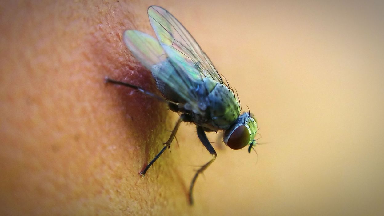Si les mouches de fruits prolifèrent dans votre cuisine, voici quelques ...