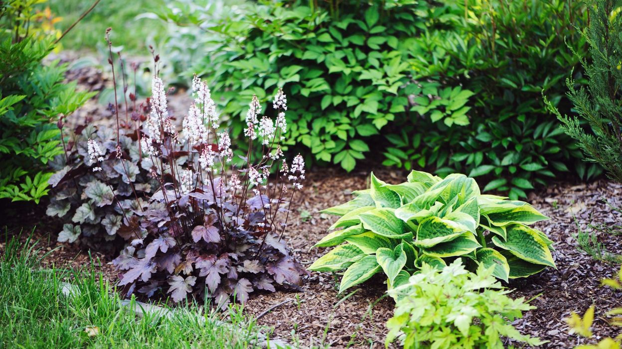 Les heuchères : des vivaces au feuillage très décoratif même en hiver - RTBF Actus