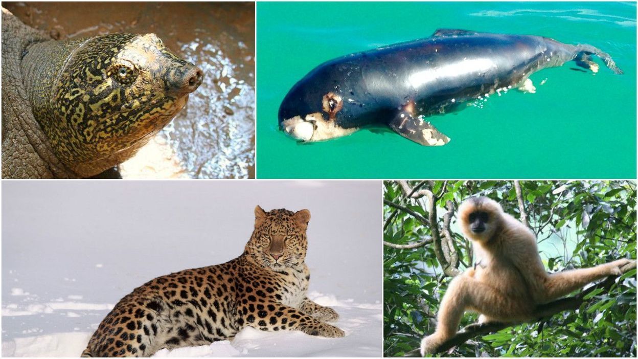 25.800 espèces animales et végétales menacées en 2017: nouveau record ...