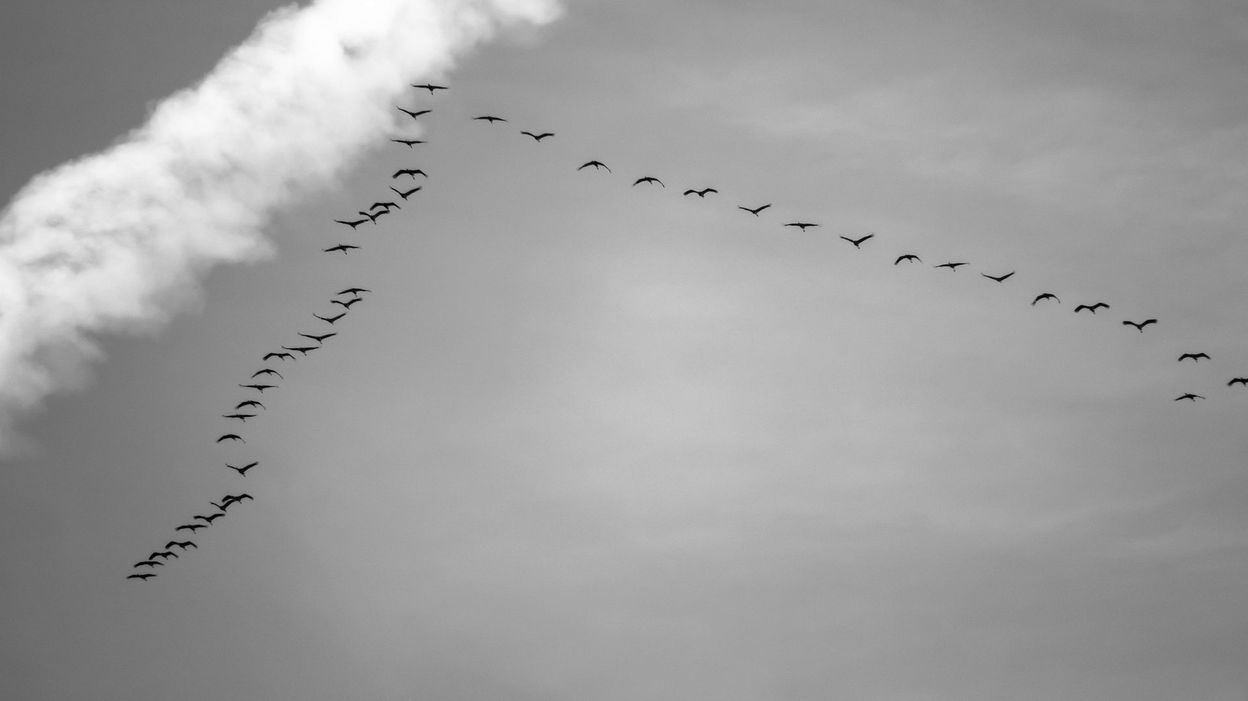 Carnet Nature : le vol en V des oiseaux migrateurs - RTBF Actus