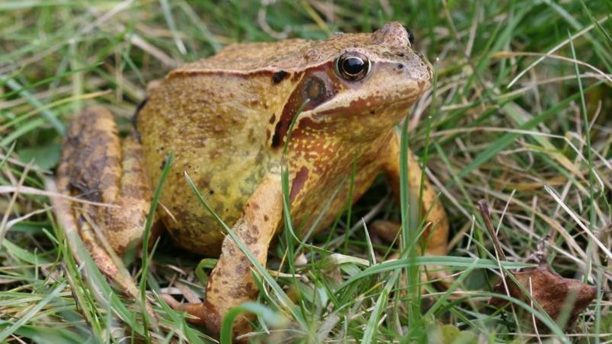 Carnet nature : la migration des batraciens - RTBF Actus