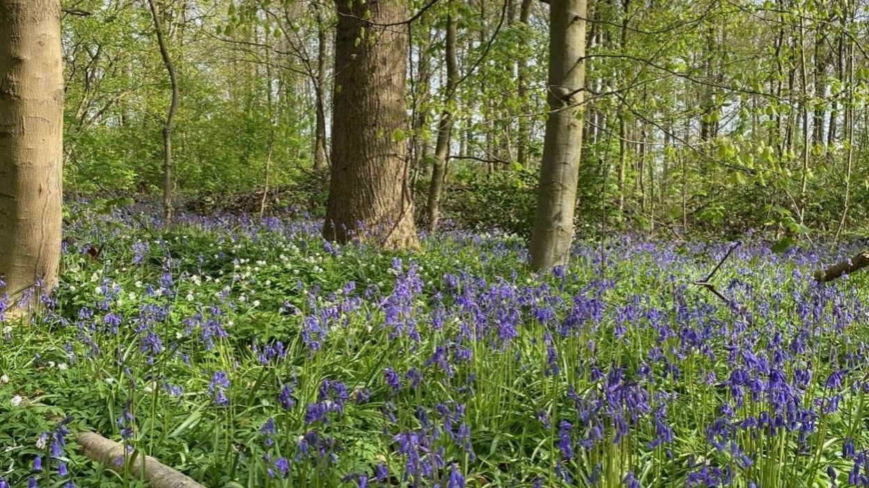Les gardes forestiers de la forêt de Soignes désarmés - RTBF Actus