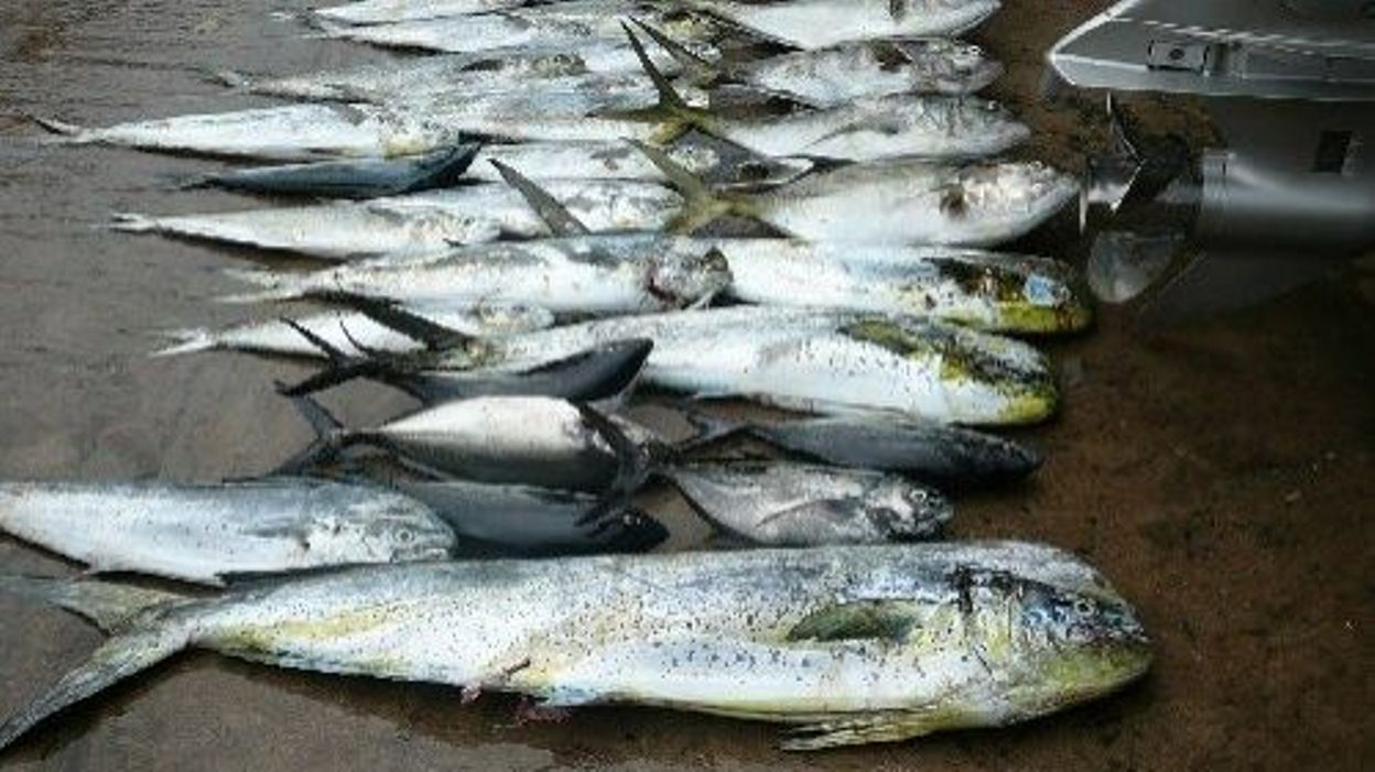 Les poissons menacés par la construction de barrages hydroélectriques ...