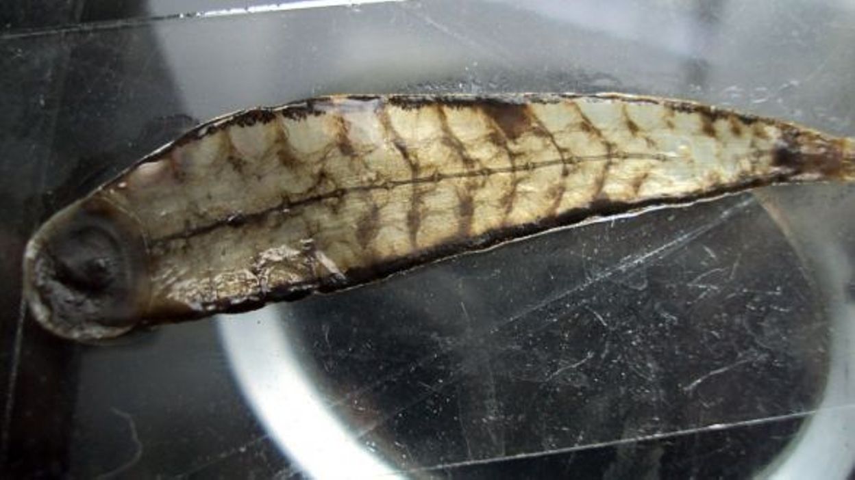 Pérou: une nouvelle espèce de sangsue 'aux grandes dents' - RTBF Actus