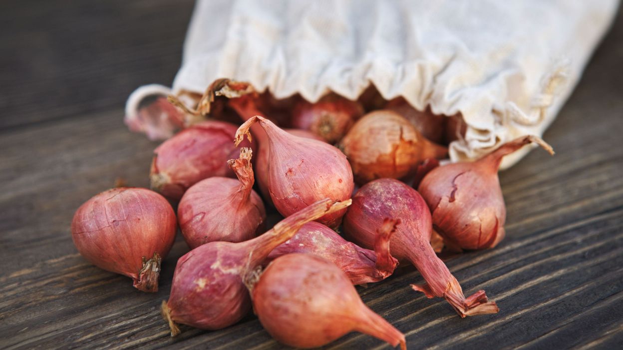 La culture des échalotes : conseils de plantation, de récolte et de ...