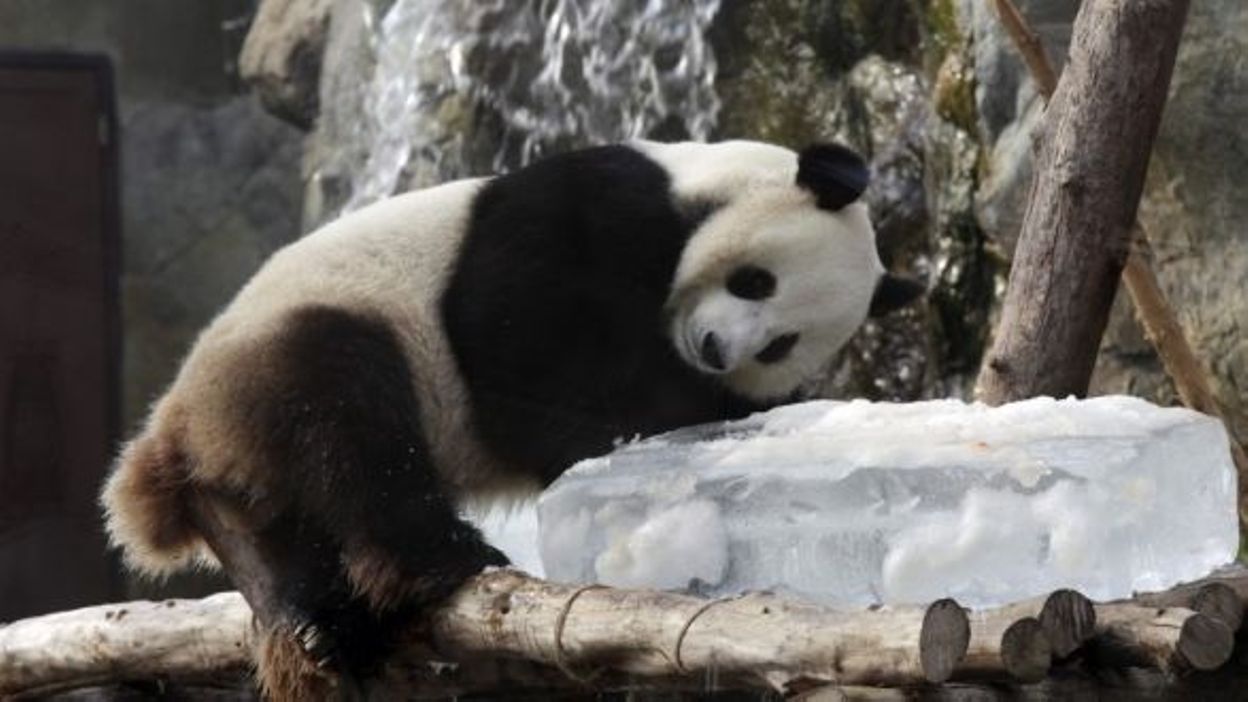 Mort d'un panda au Japon: la Chine veut une enquête - RTBF Actus