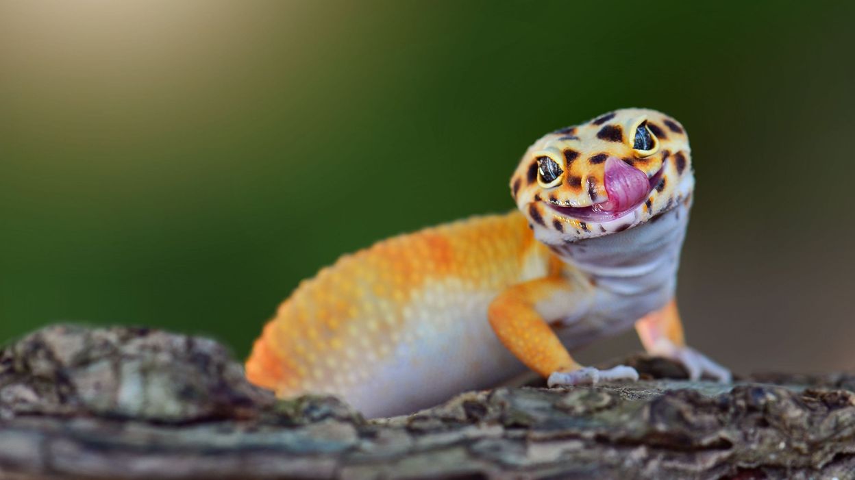 Le Gecko : est-ce un animal avec lequel on peut avoir une vraie ...