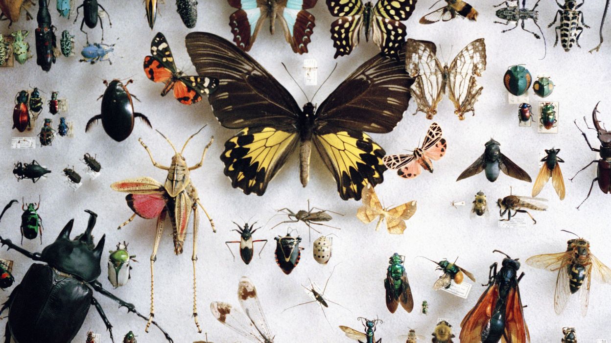 Le monde merveilleux des insectes - RTBF Actus