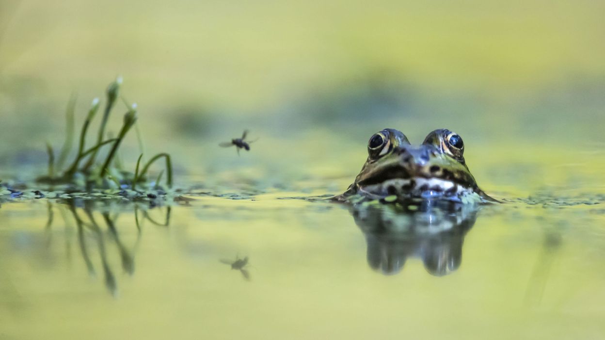 Le grand retour des batraciens : les princes charmants en pleine ...
