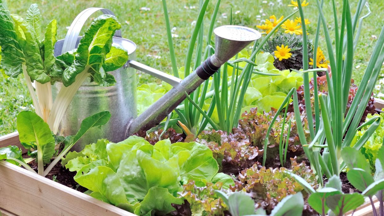 Mars au potager : 5 conseils utiles pour améliorer nos récoltes - rtbf.be