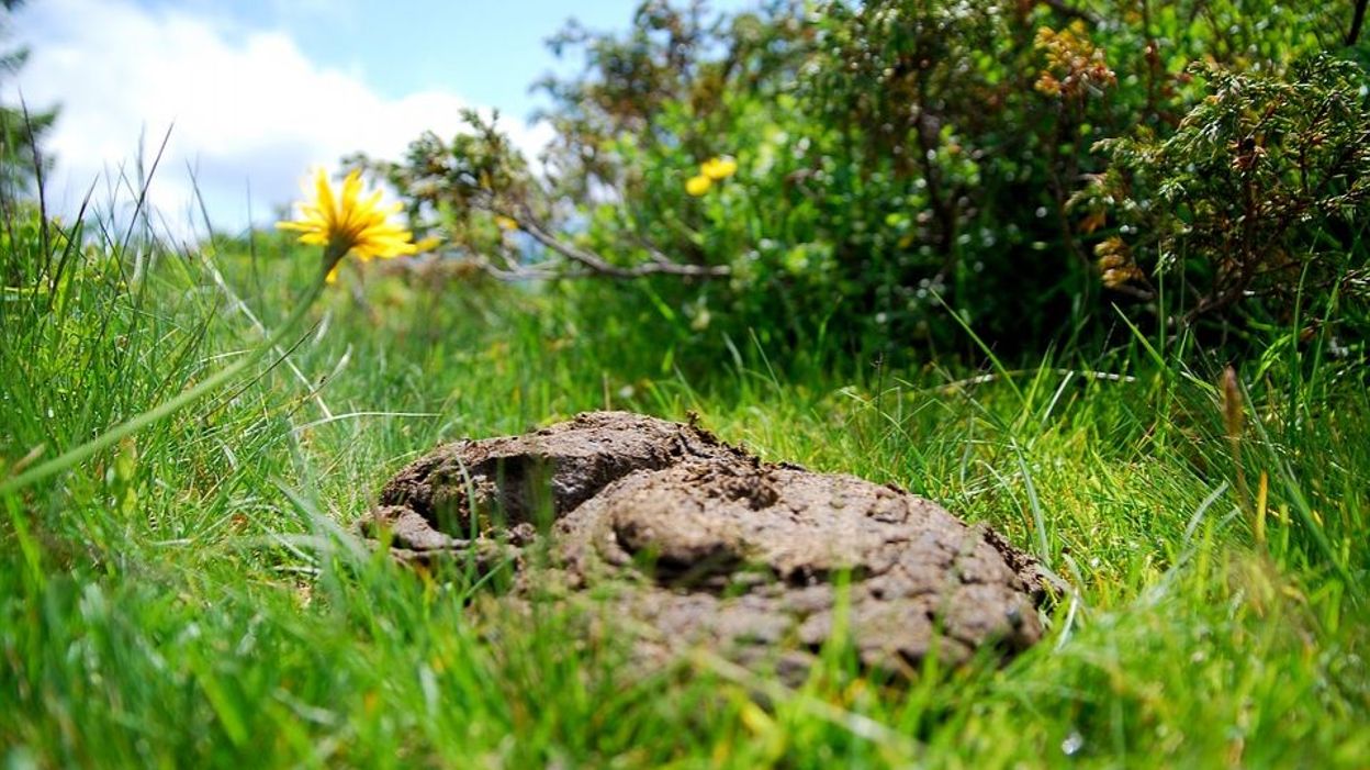 Championnat de lancer de bouses de vache... Record à battre : 26 mètres ...