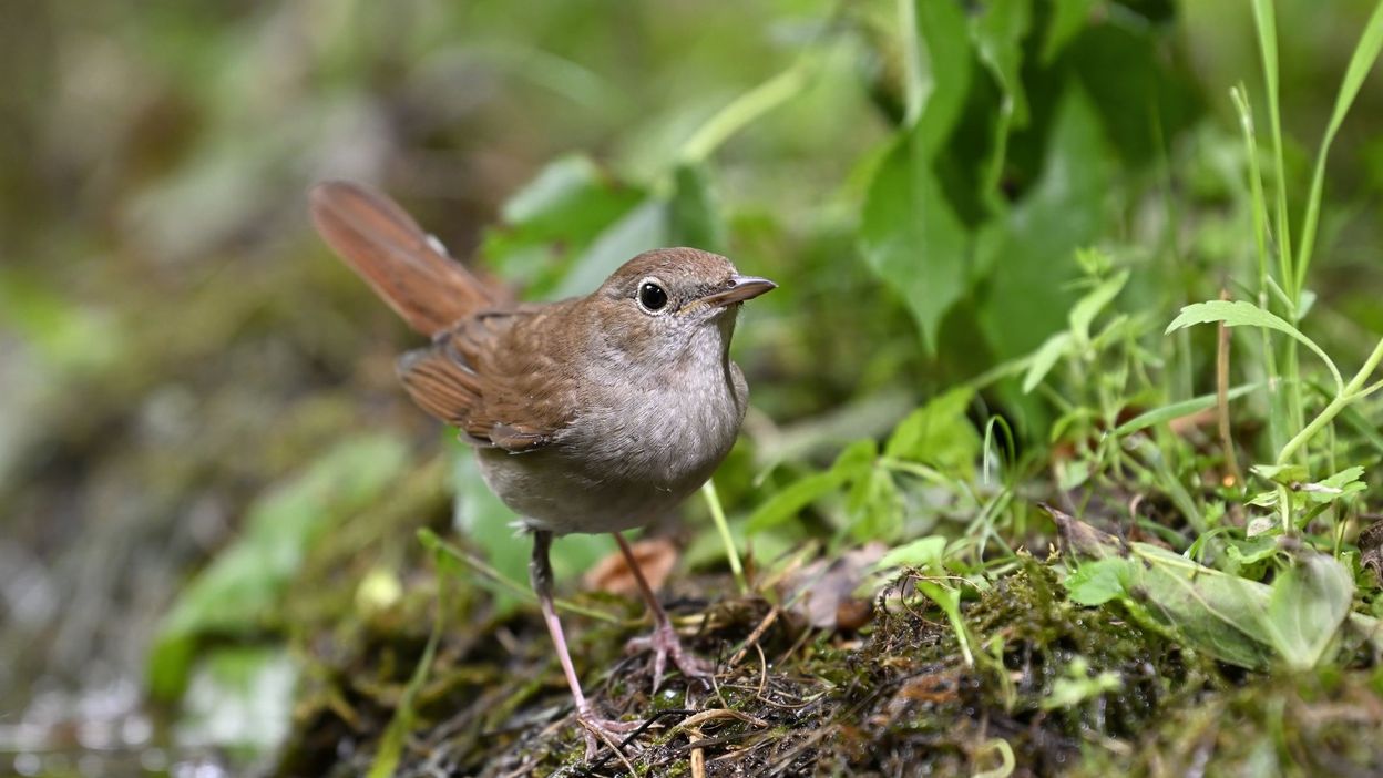 Natagora invite les Belges à participer au 20e grand recensement des ...