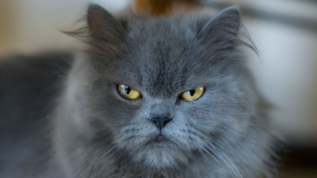 Les chats deviennent grognons, ils en ont marre de vous voir à la ...