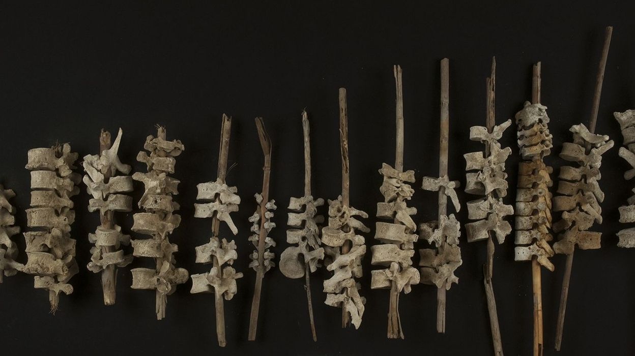 Dix crocodiles retrouvés en Egypte dans une tombe intacte nous révèlent de nouvelles pratiques ...