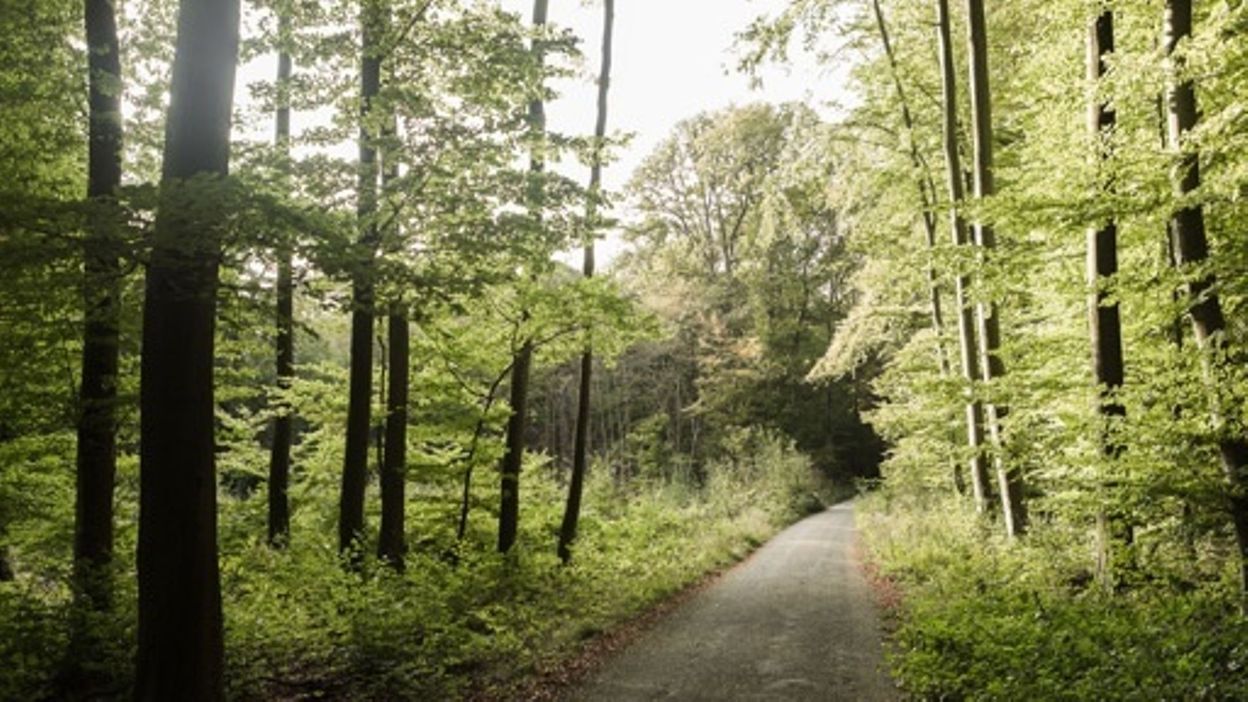 Des renards dans le métro à Bruxelles : 'Leur espérance de vie est plus élevée ici qu’en ...