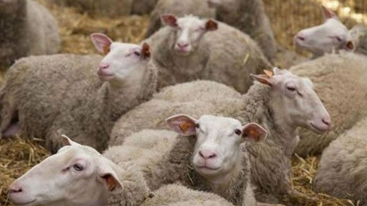 Lancement de l'application Animal Research pour signaler les animaux ...
