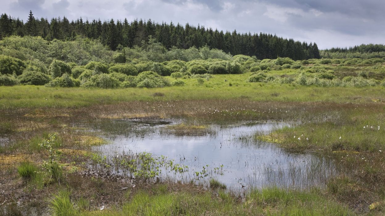 La sphaigne : quel est cet organisme extraordinaire des Hautes Fagnes ...