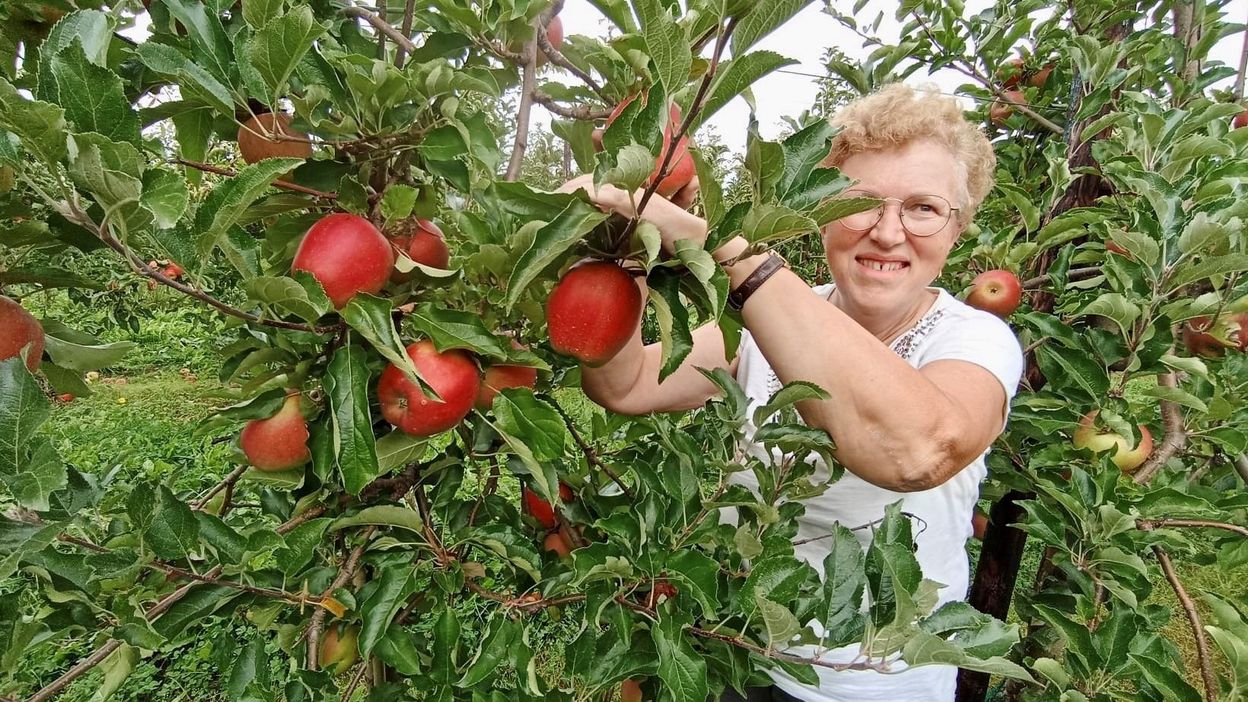 Venez cueillir vous-même vos pommes et poires directement au verger à ...