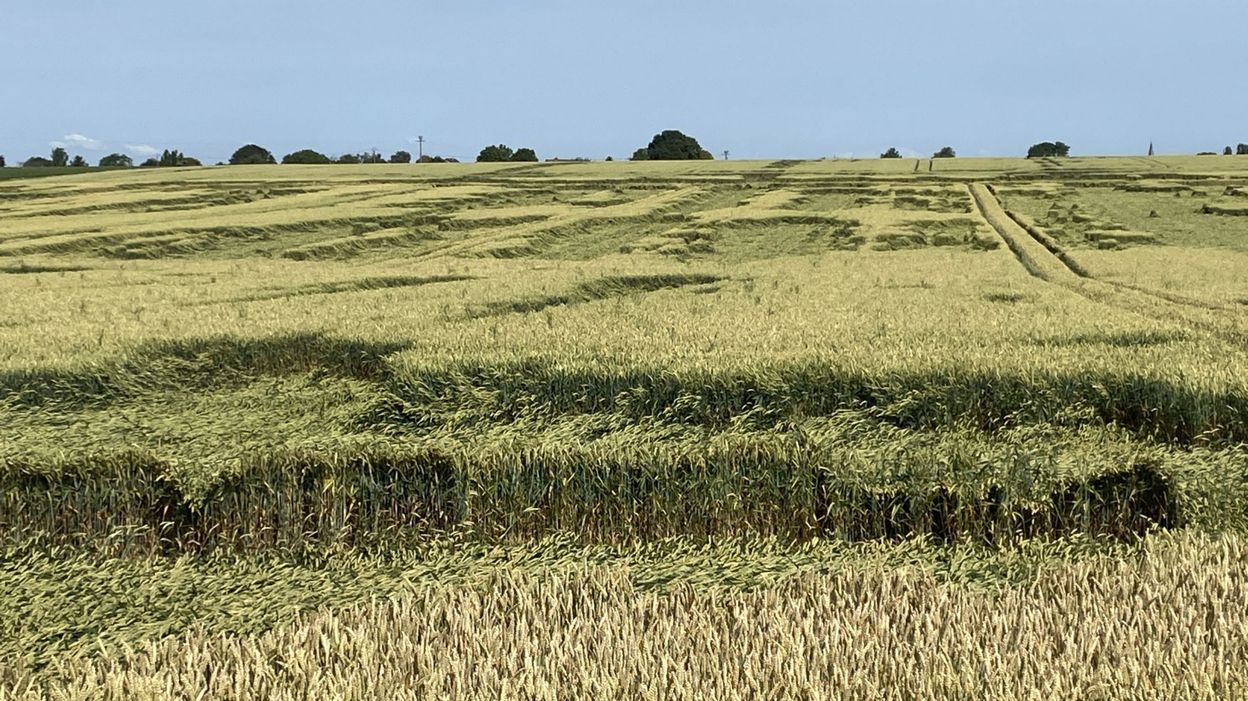 La récolte de froment ne sera finalement pas catastrophique - RTBF Actus