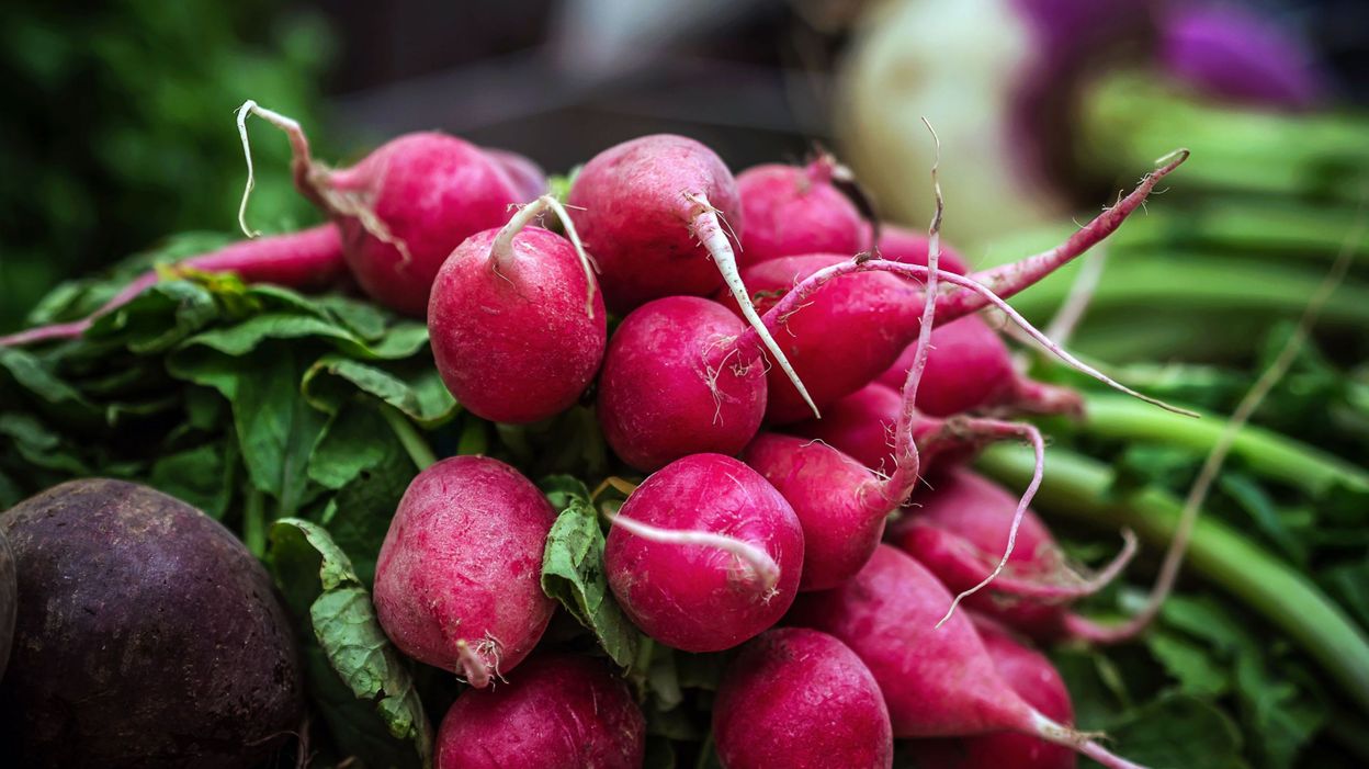 Comment cultiver des chicons à la maison ? - RTBF Actus